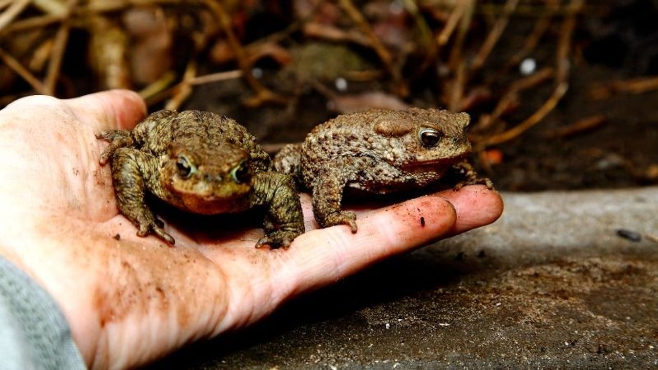 Nógrád-szerte megjelentek a békák – így mentsük meg őket! (videó)
