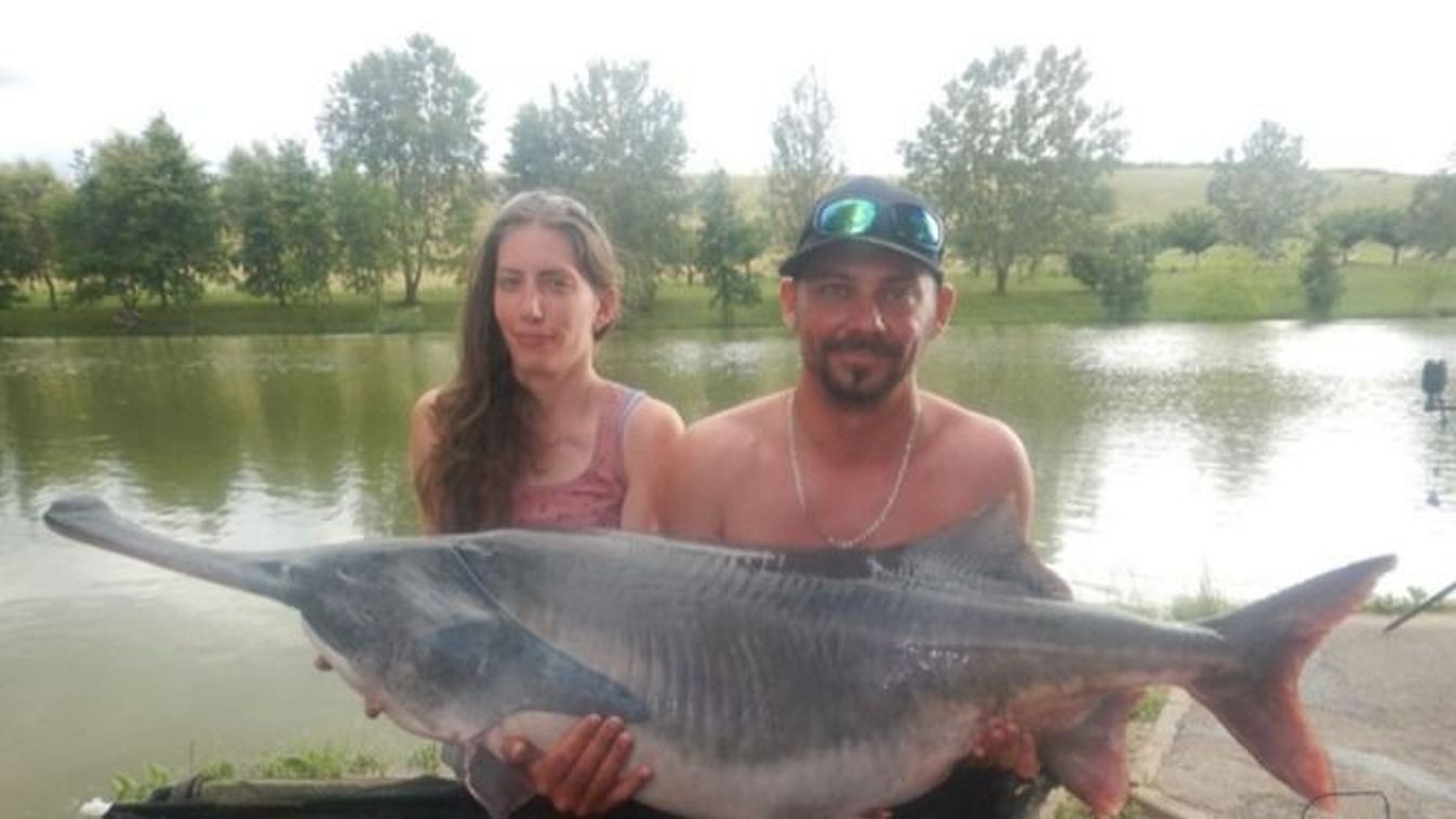Termetes a siker, majd 35 kilós, rekord méretű tokhal akadt a horogra ...