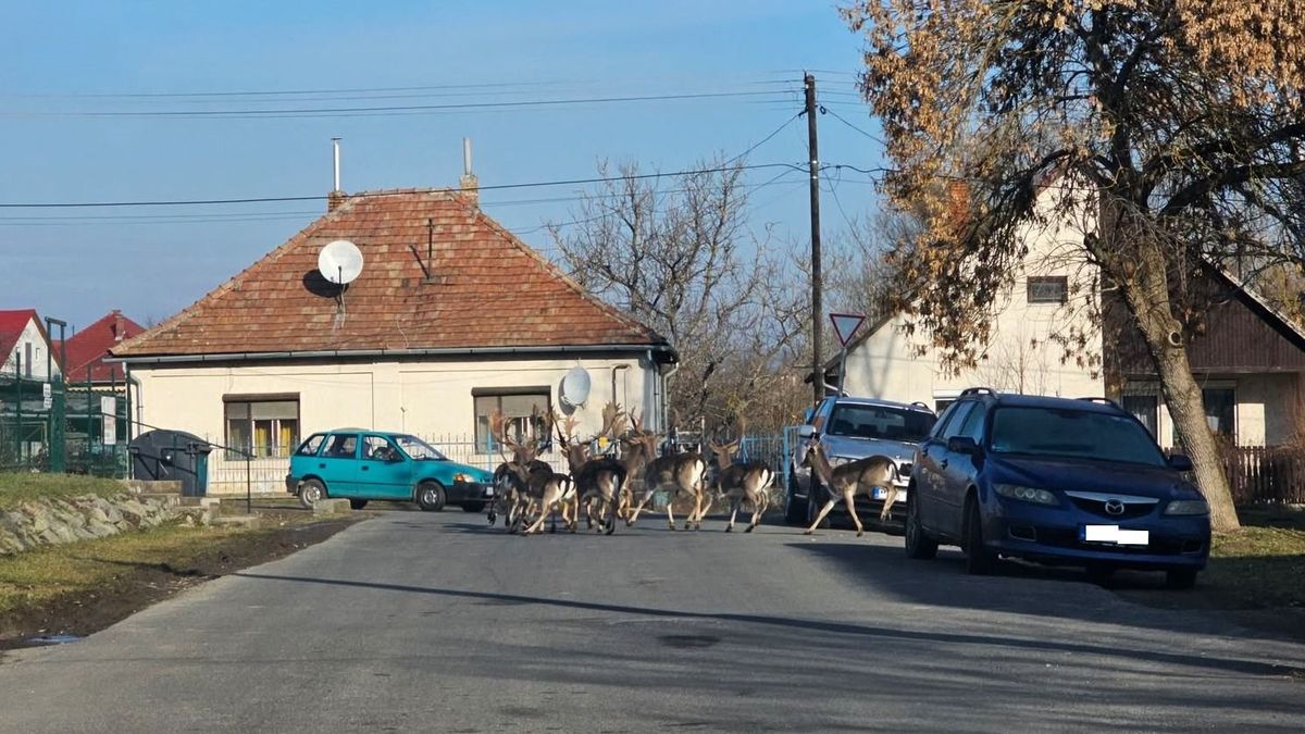 Szarvas a szomszédban: belvárosi szafari a városban