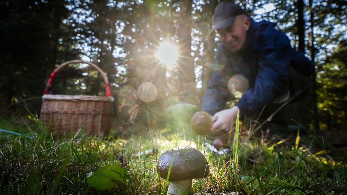 Gomba: indul a szezon Nógrádban is