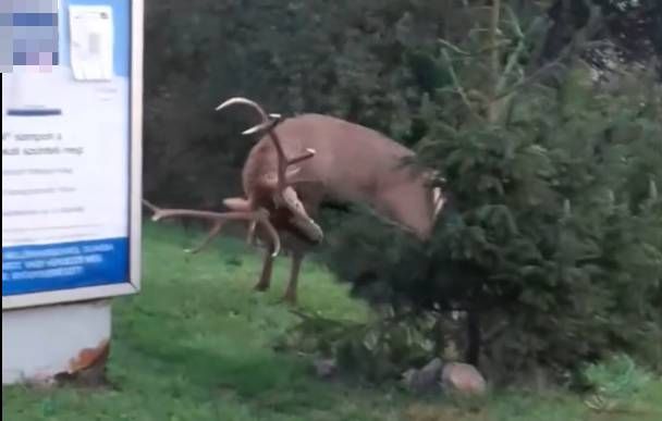 Szarvasbika mutatta meg erejét a salgótarjáni lakótelepen – videón a ...