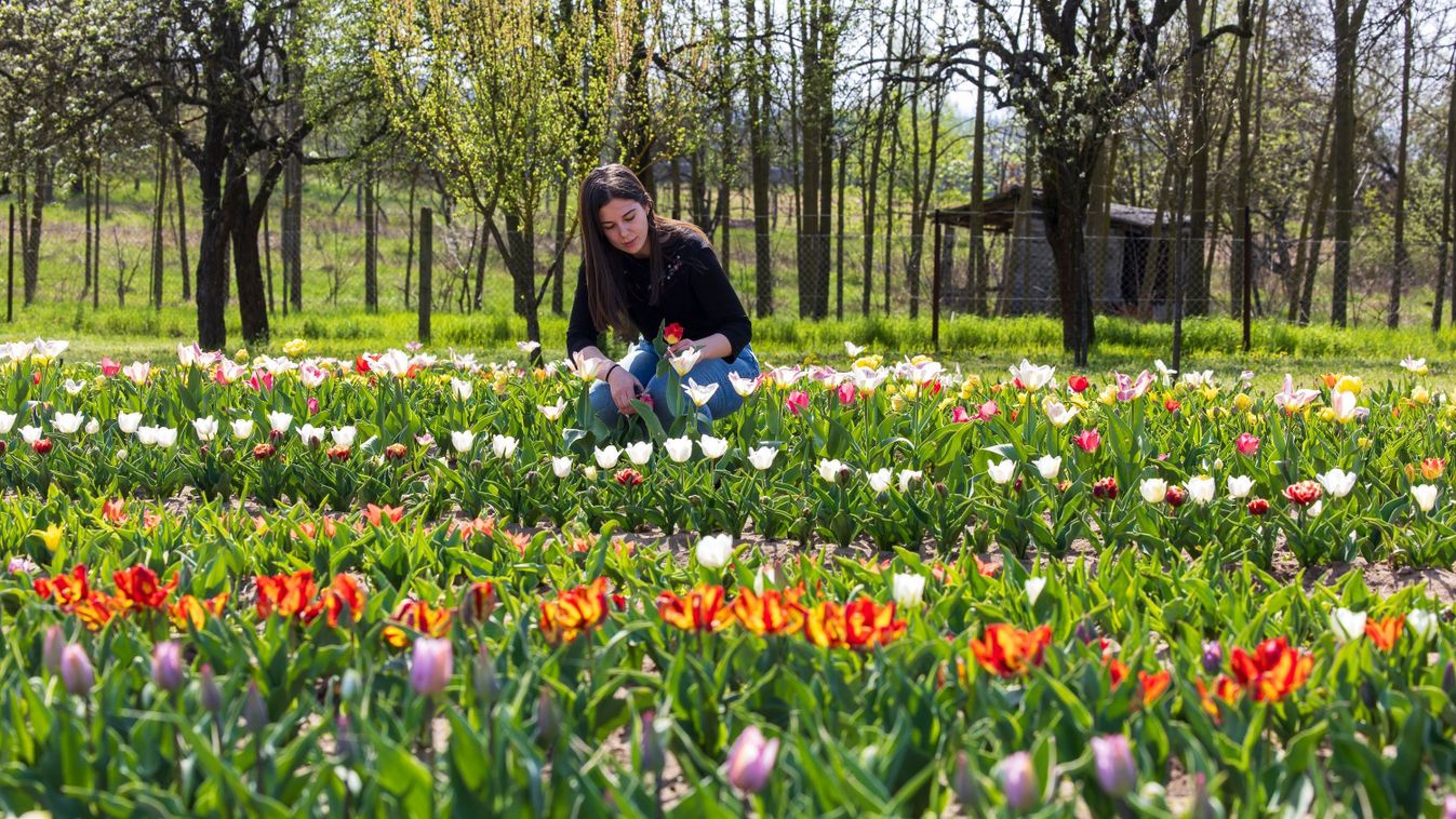 50 ezer virág: ekkor nyit Balassagyarmat mesés tulipános kertje